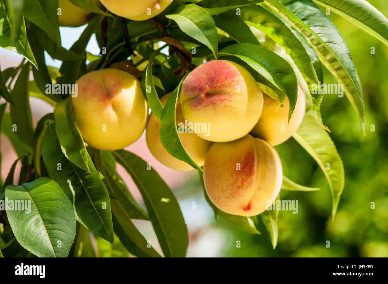 Ripe peach fruits on the tree in garden Stock Photo - Alamy