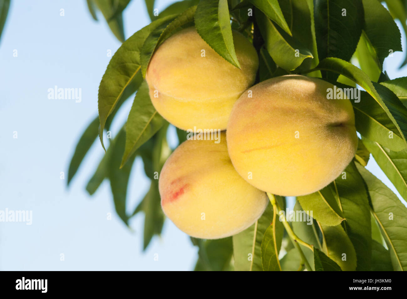 Ripe peach fruits on the tree in garden Stock Photo - Alamy