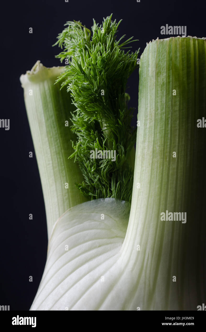 Close up of a fennel bulb with leaves on a black background Stock Photo ...