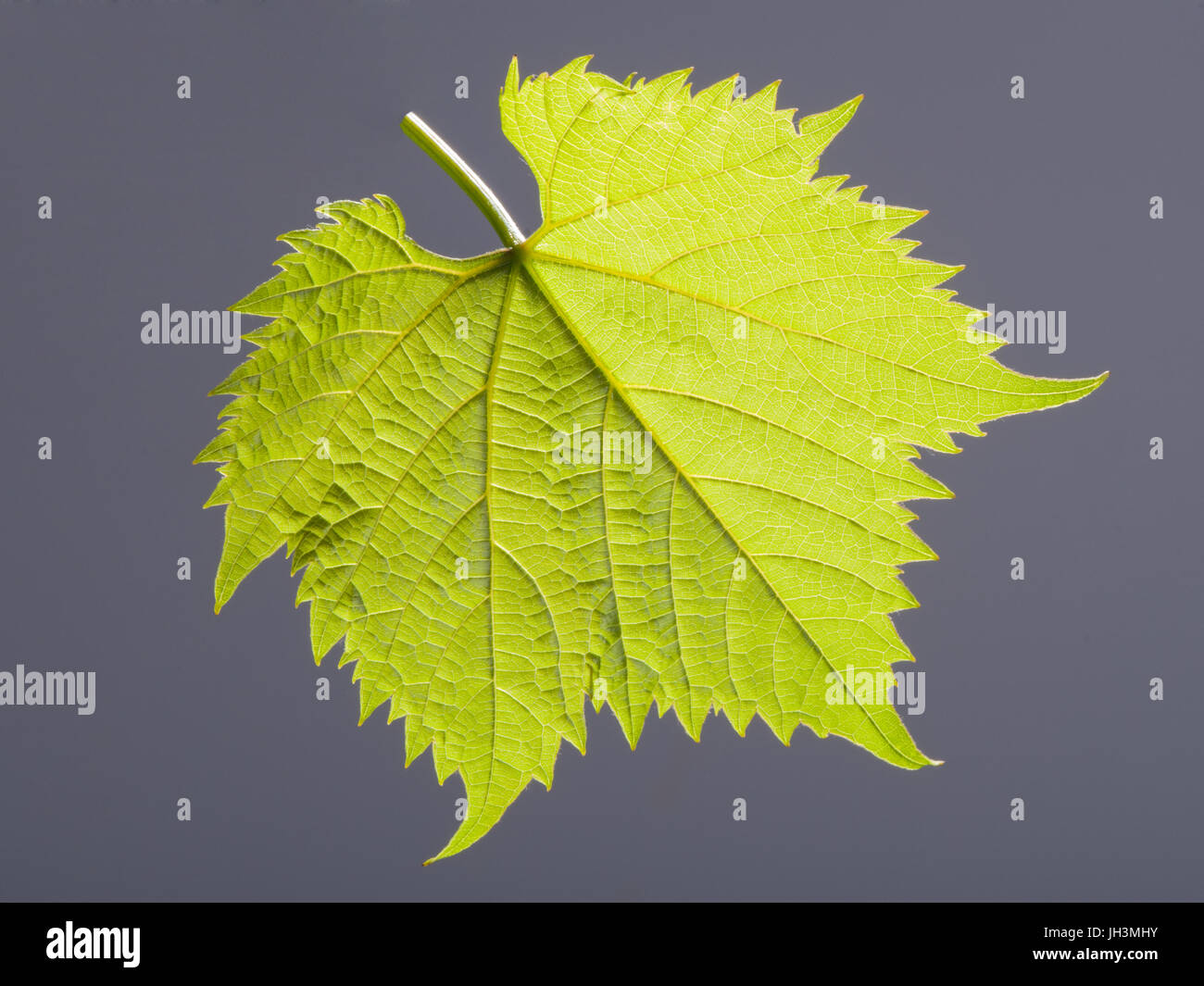 Grape leave hi-res stock photography and images - Alamy