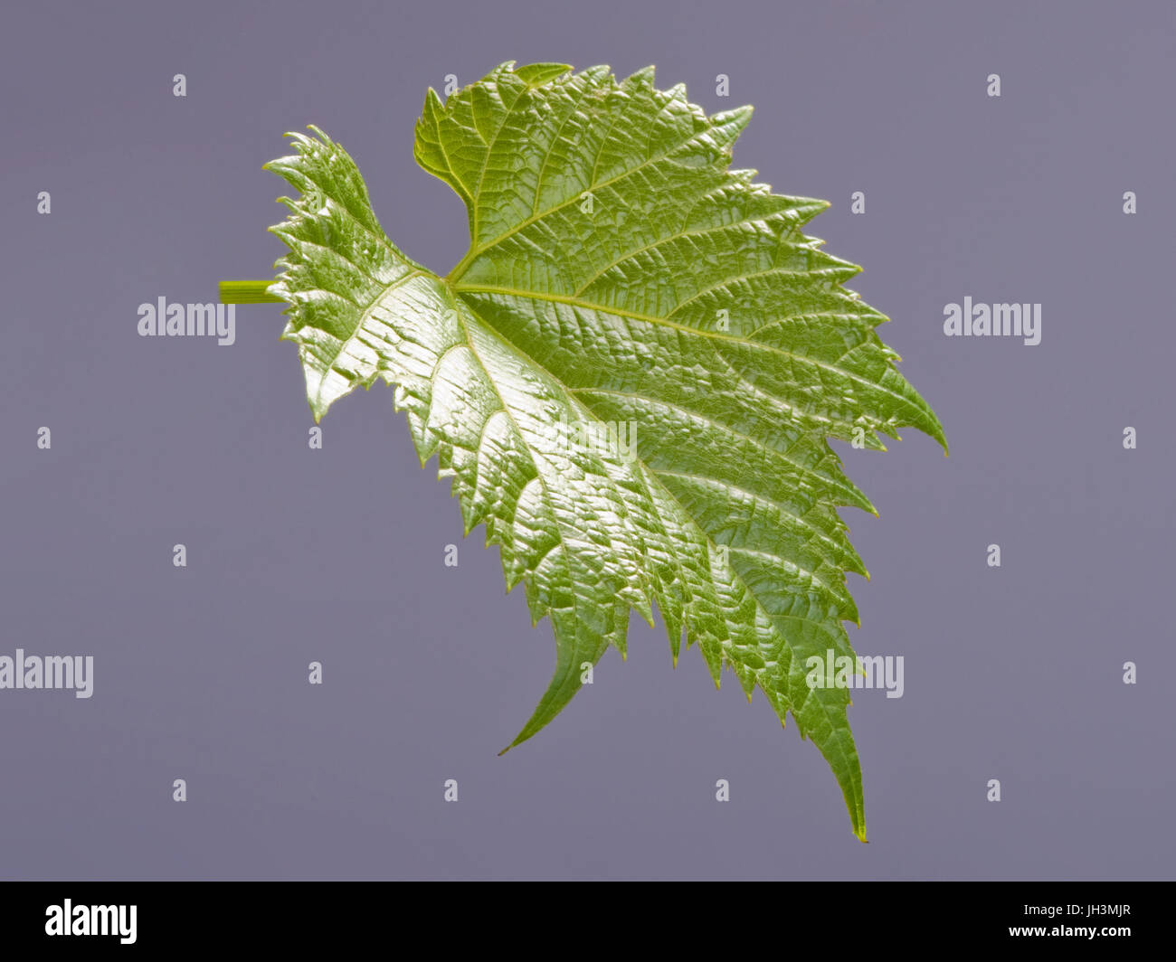 Grape leave. Single studio shoot. Isolated on dark background Stock ...