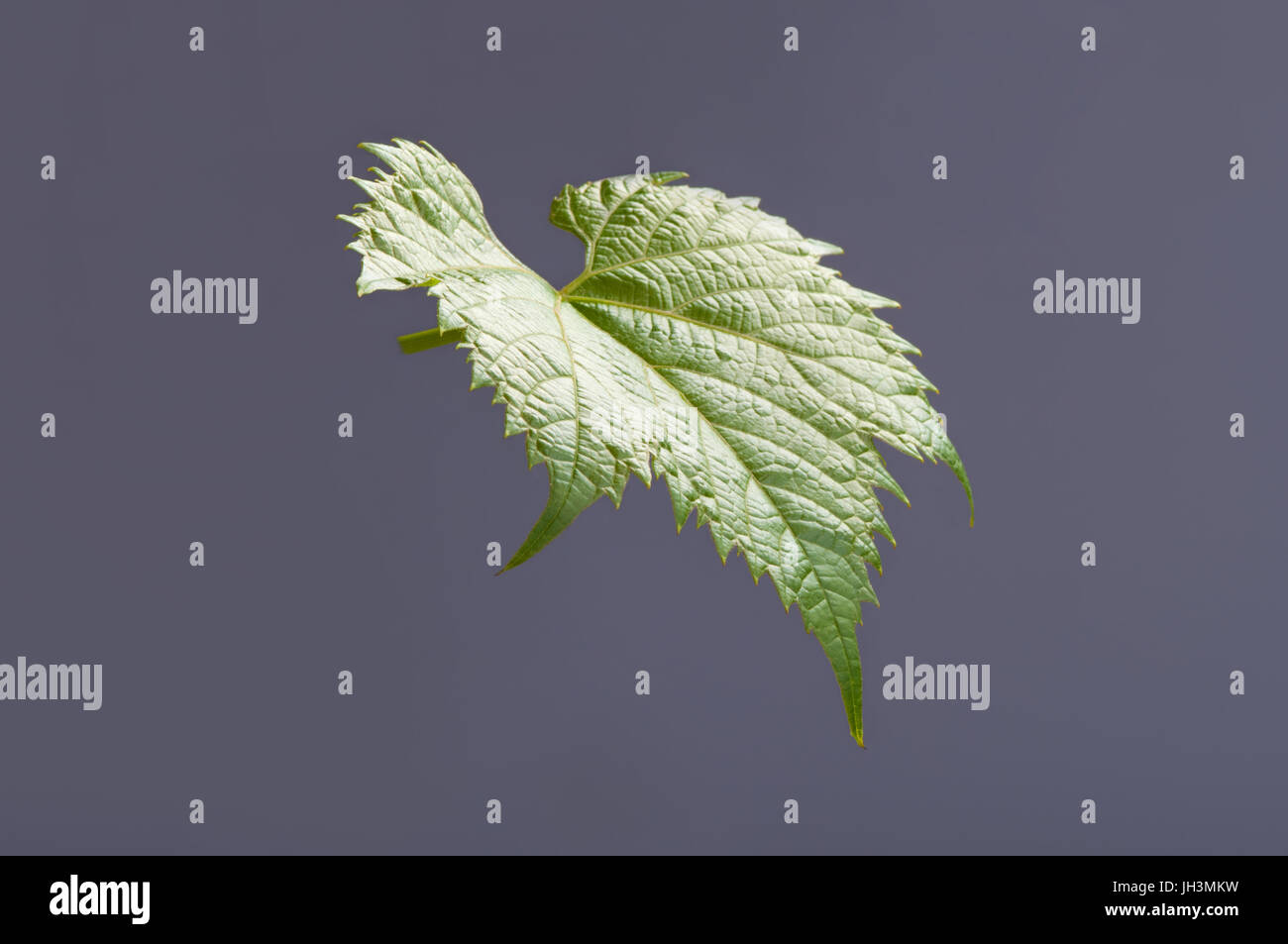 Grape leave. Single studio shoot. Isolated on dark background Stock ...