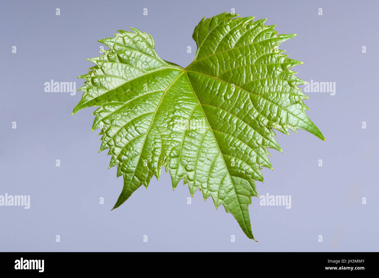 Grape leave. Single studio shoot. Isolated on dark background Stock ...