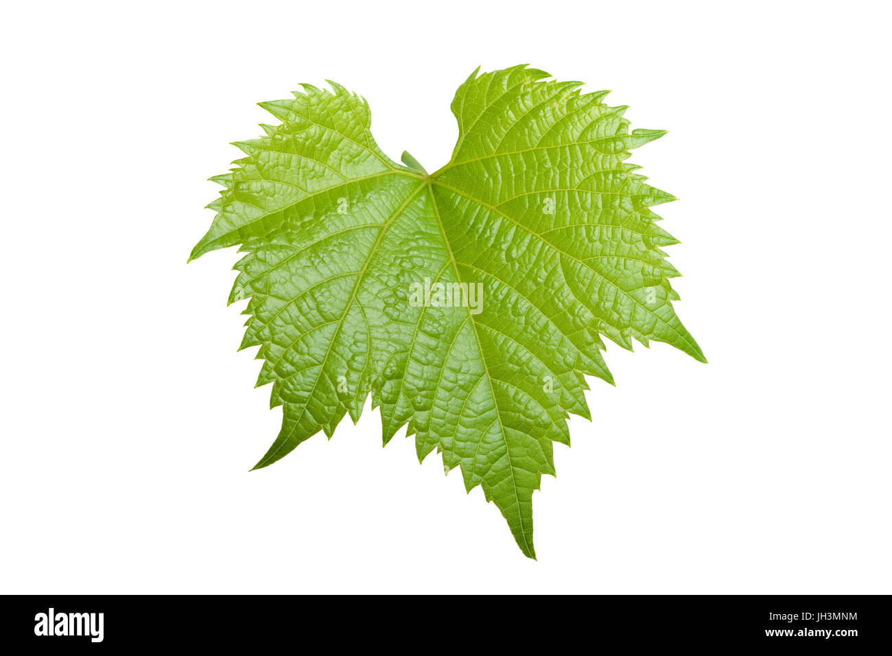 Grape leave. Single studio shoot with clipping path. Isolated on white ...