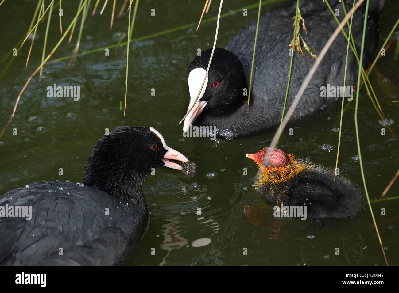 Fresh water pond hi-res stock photography and images - Alamy