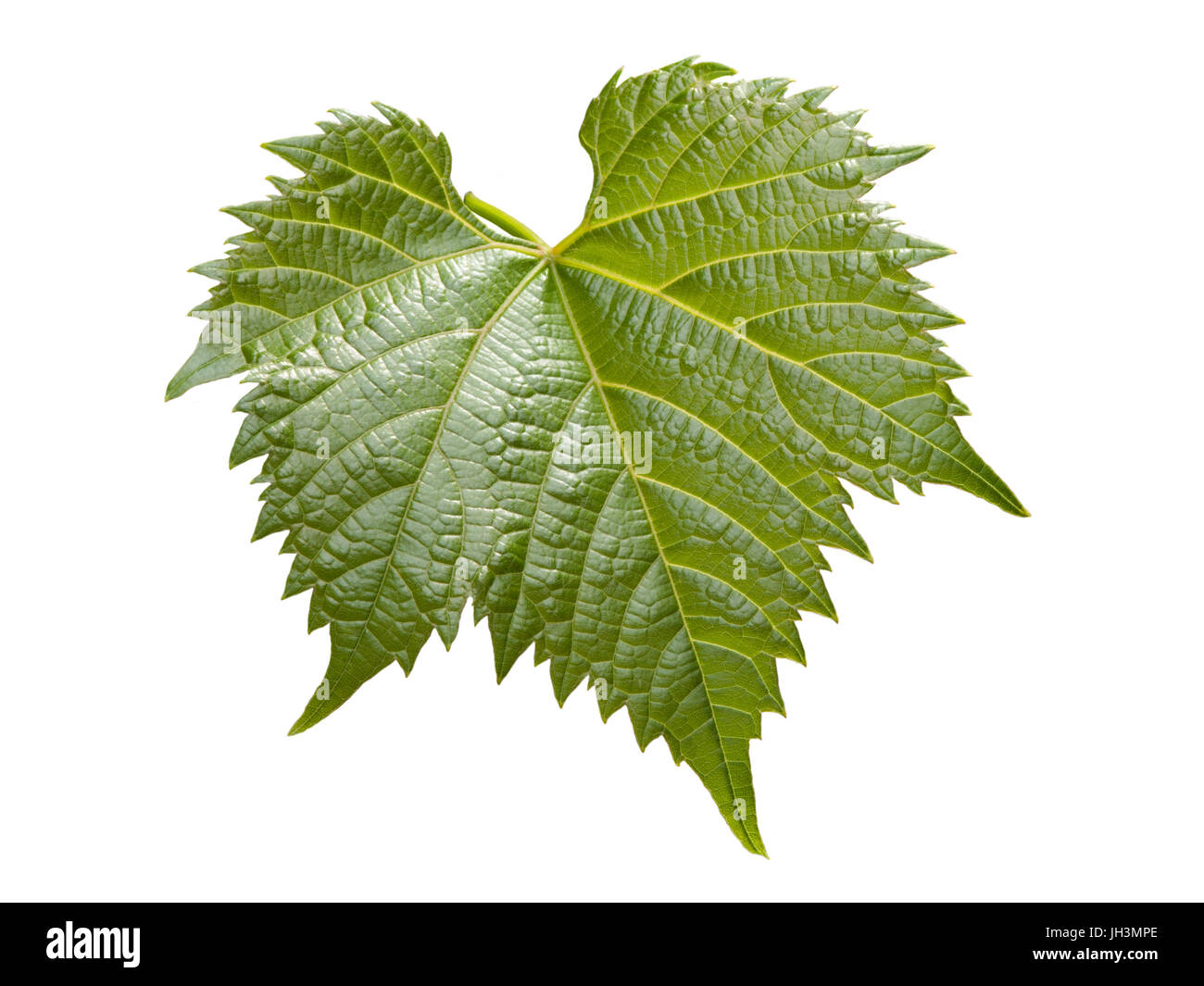 Grape leave. Single studio shoot with clipping path. Isolated on white ...