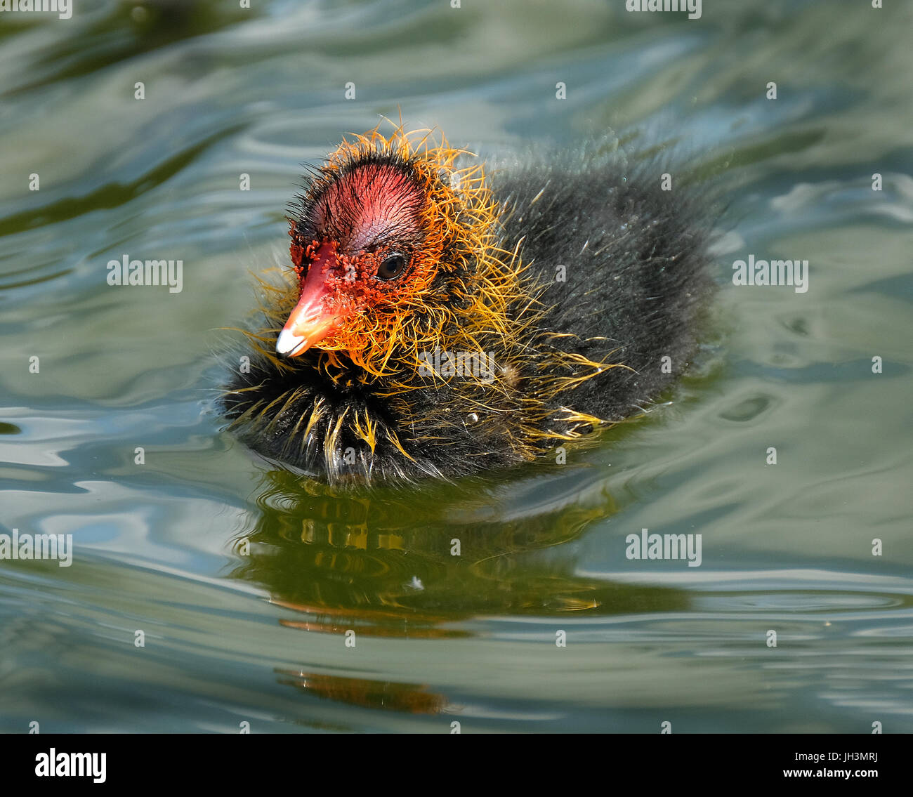 Young Coot on fresh water pond Stock Photo - Alamy