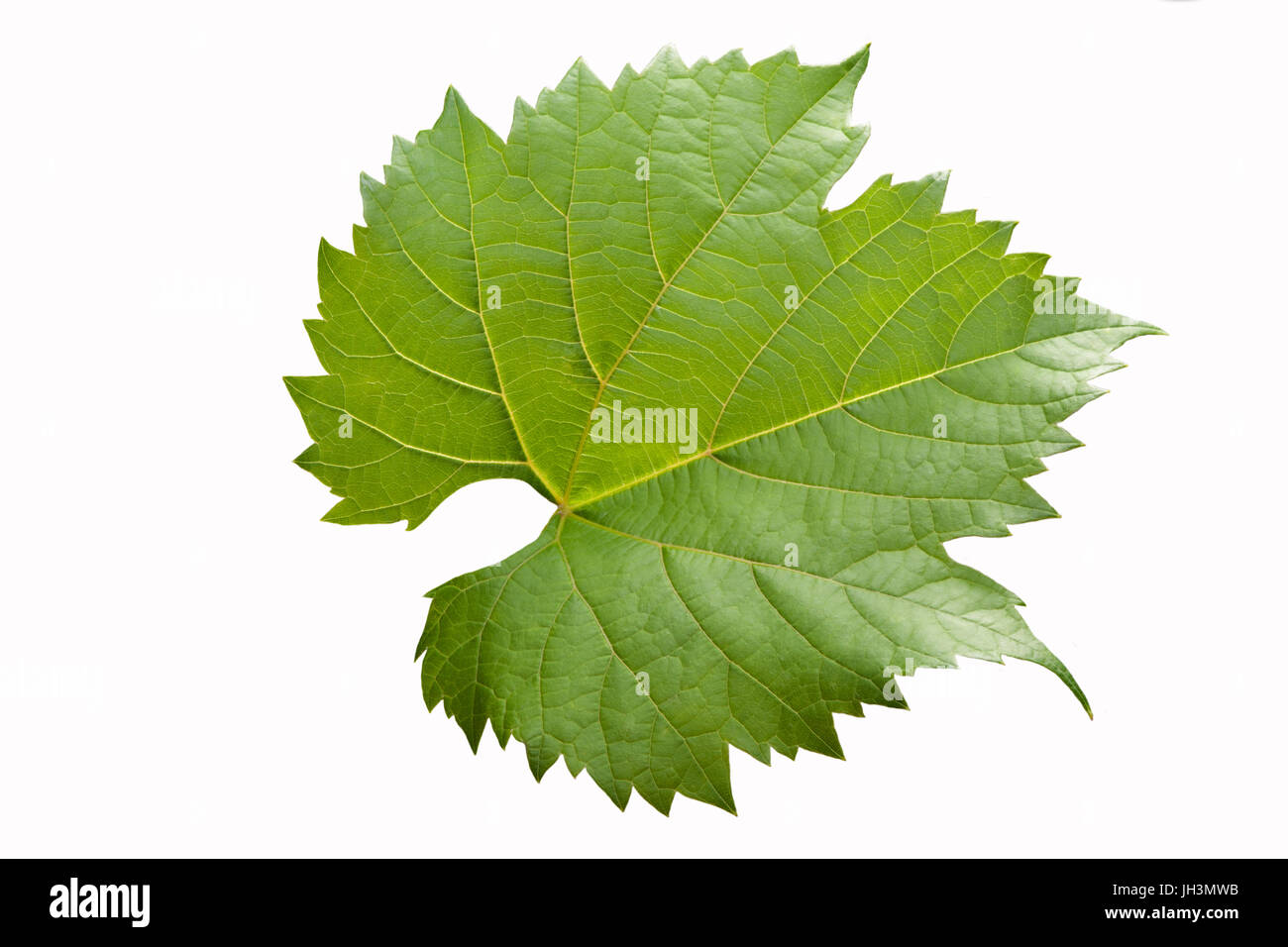 Grape leave. Single studio shoot with clipping path. Isolated on white ...