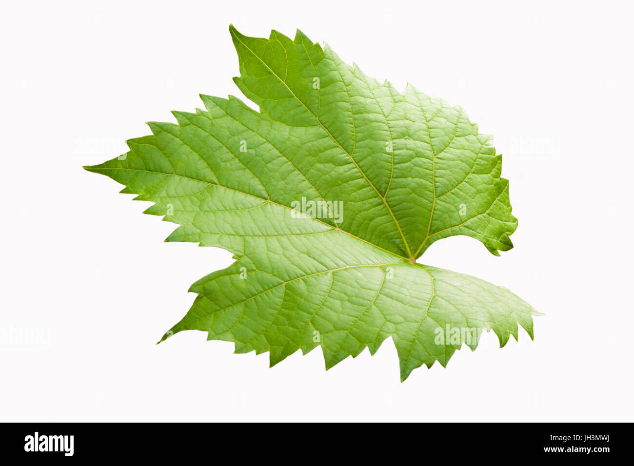 Grape leave. Single studio shoot with clipping path. Isolated on white ...