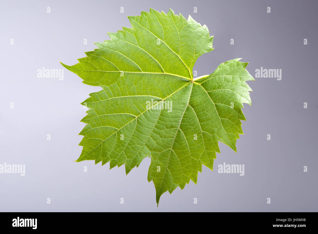 Grape leave. Single studio shoot. Isolated on background Stock Photo ...