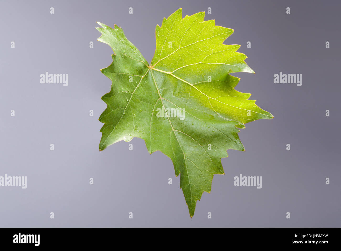 Grape leave with doplets. Single studio shoot. Isolated on dark ...
