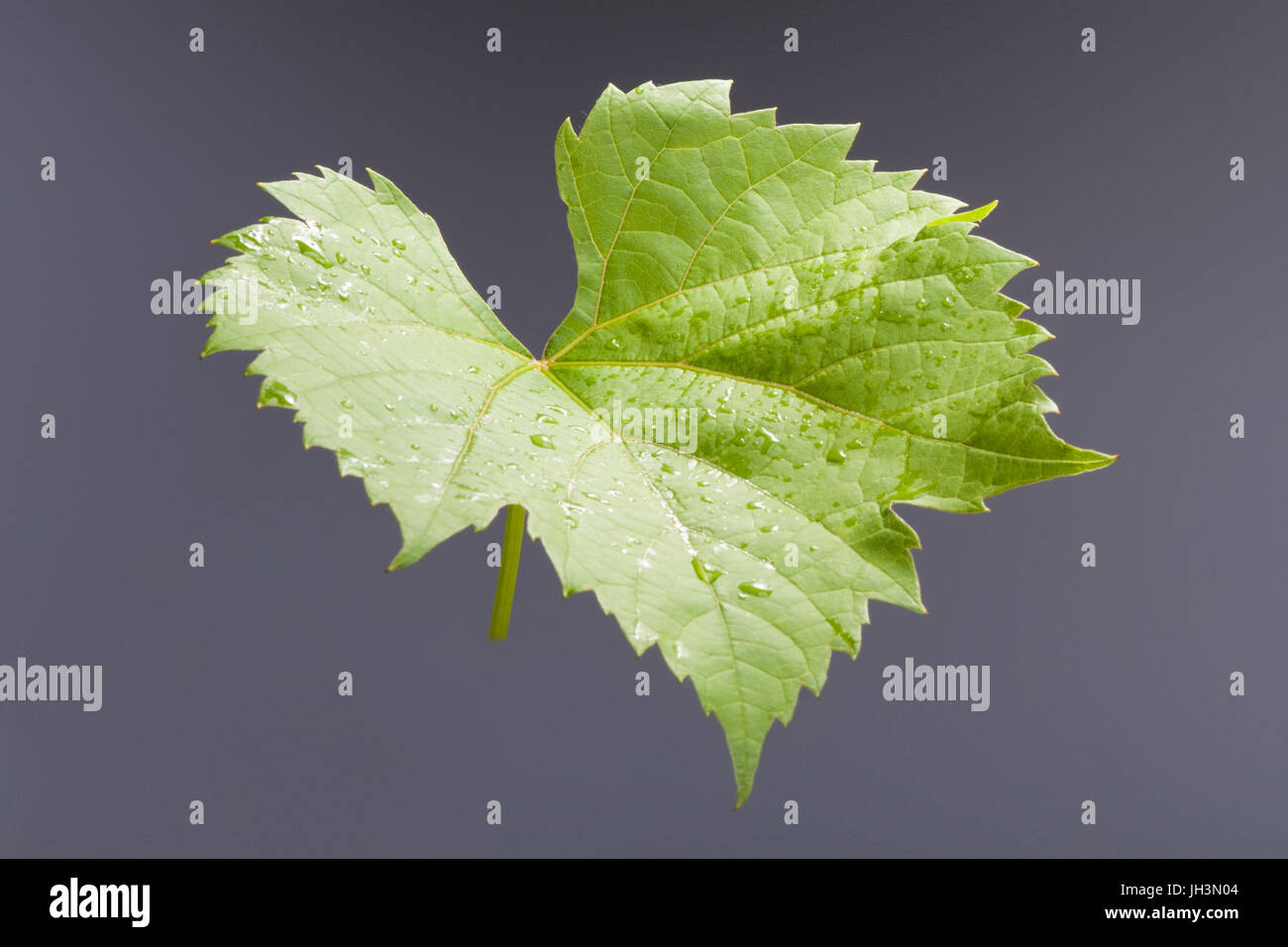 Grape leave with doplets. Single studio shoot. Isolated on dark ...