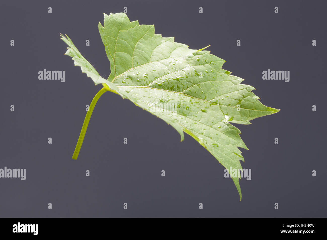 Grape leave with doplets. Single studio shoot. Isolated on dark ...