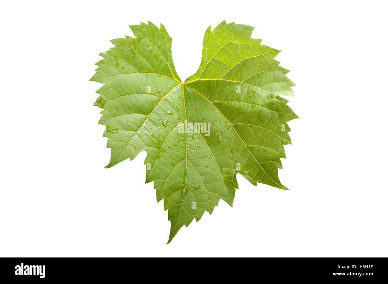 Grape leave with doplets. Single studio shoot with clipping path ...