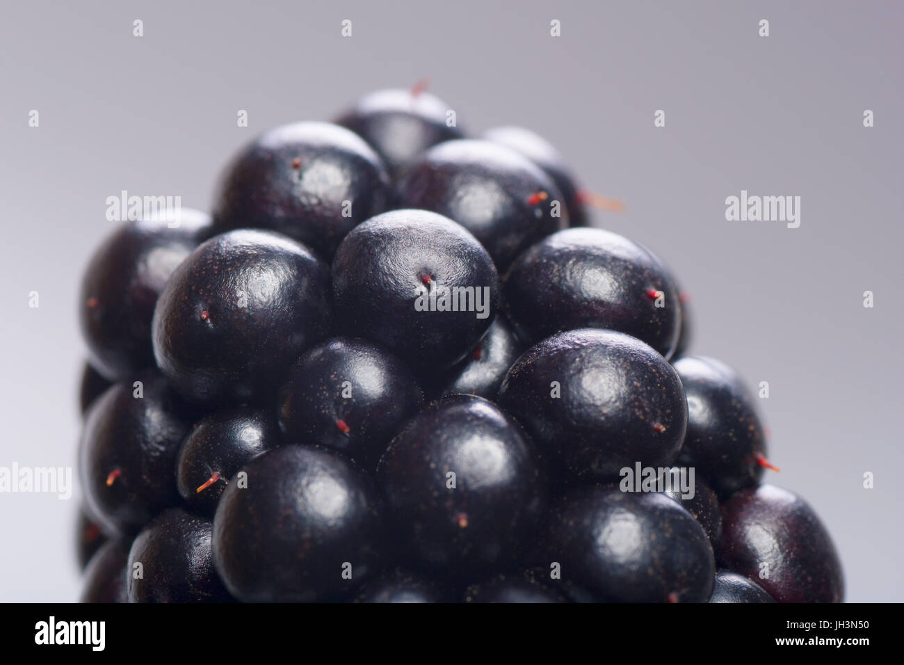 Fresh sweet blackberry fruit. Single studio Shoot Stock Photo - Alamy