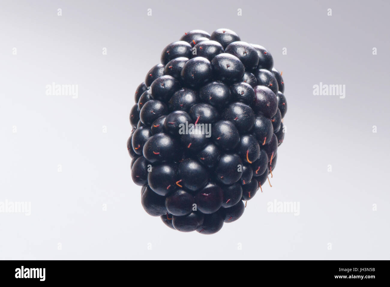 Blackberry shoot hi-res stock photography and images - Alamy