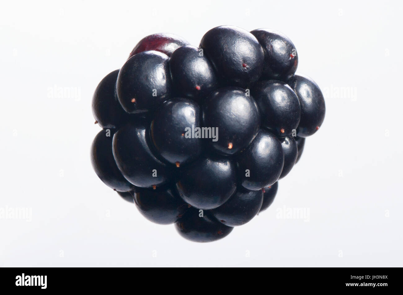 Blackberry shoot hi-res stock photography and images - Alamy