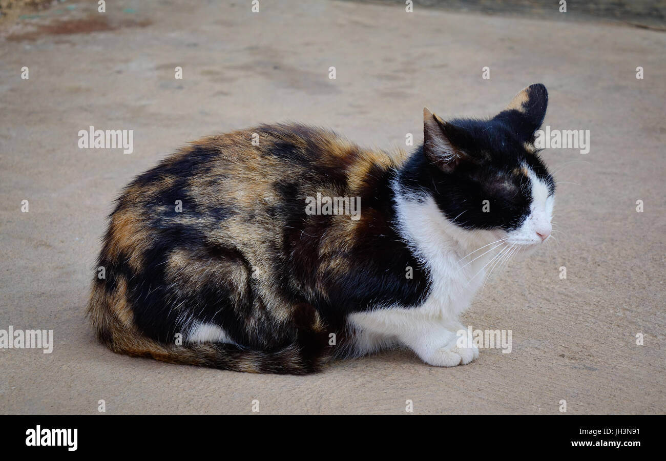 A lazy cat relaxing at rural house in Asia Stock Photo - Alamy