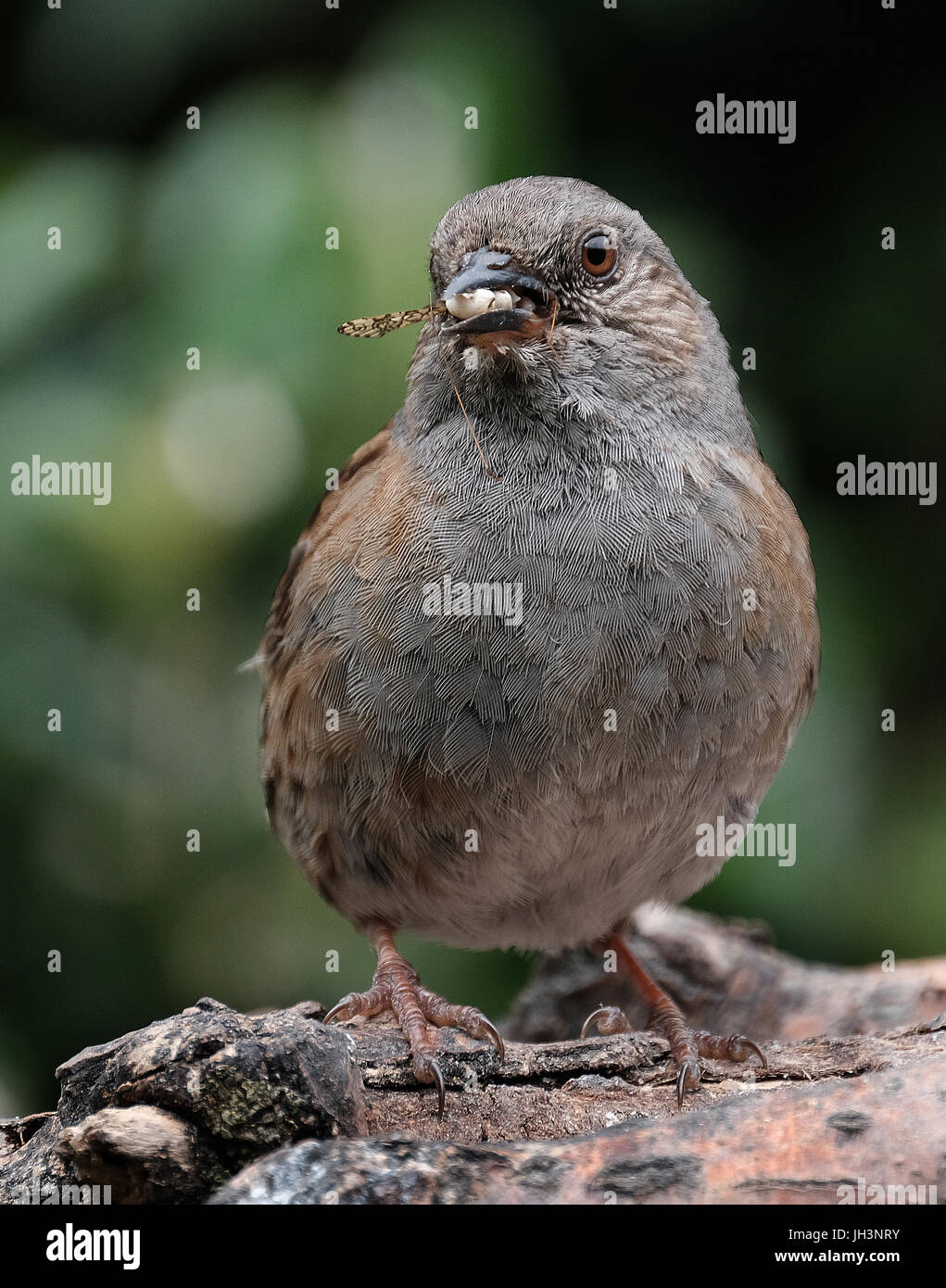 Dunnock nest hi-res stock photography and images - Alamy