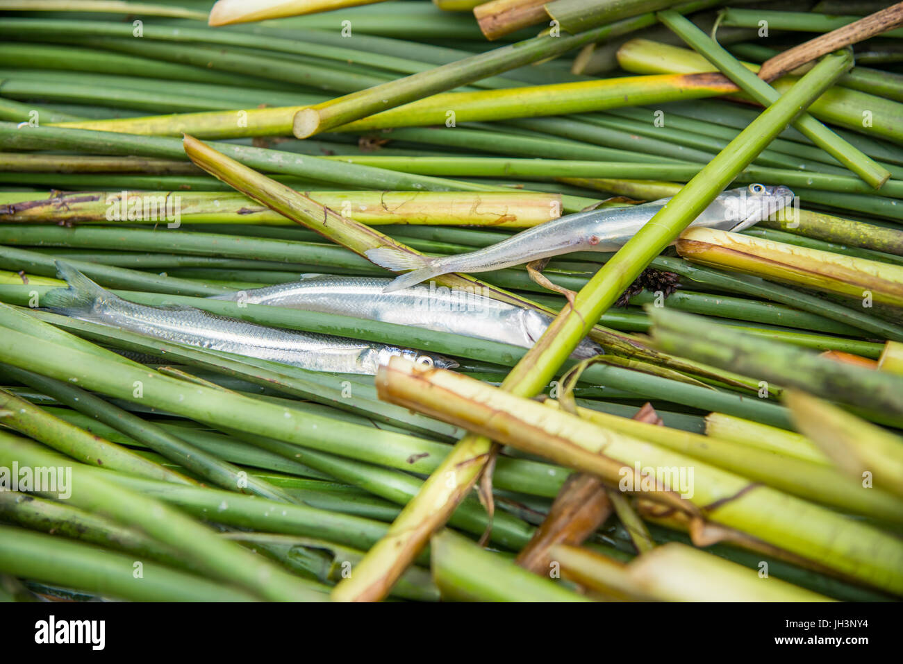 Reed and fish Stock Photo - Alamy