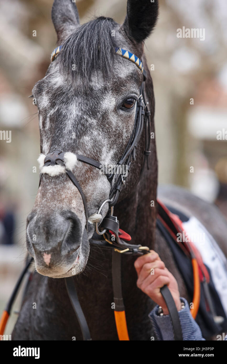 Race horse head ready to run. Paddock area. Vertical Stock Photo - Alamy