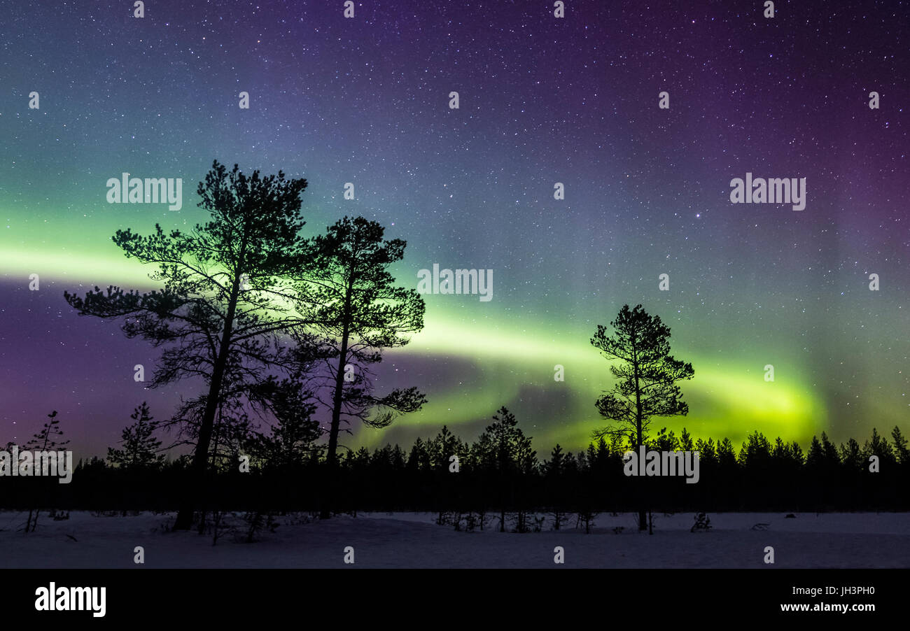 Aurora over scots pines Stock Photo - Alamy