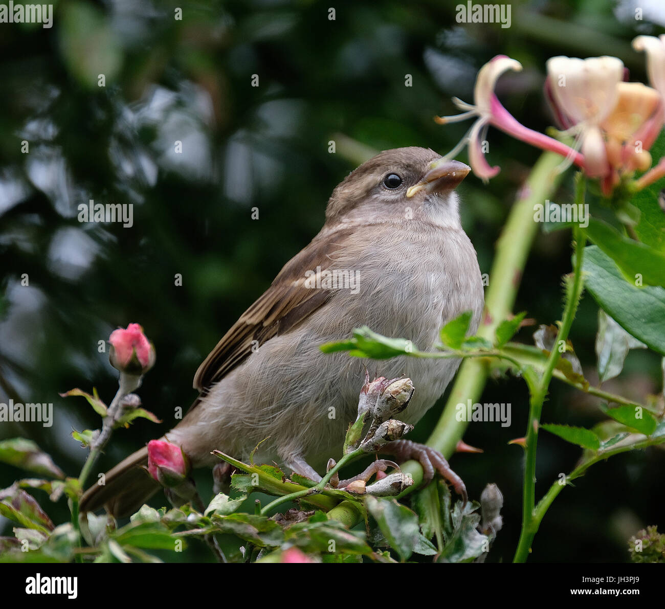 House Sparrow Mating High Resolution Stock Photography and Images - Alamy
