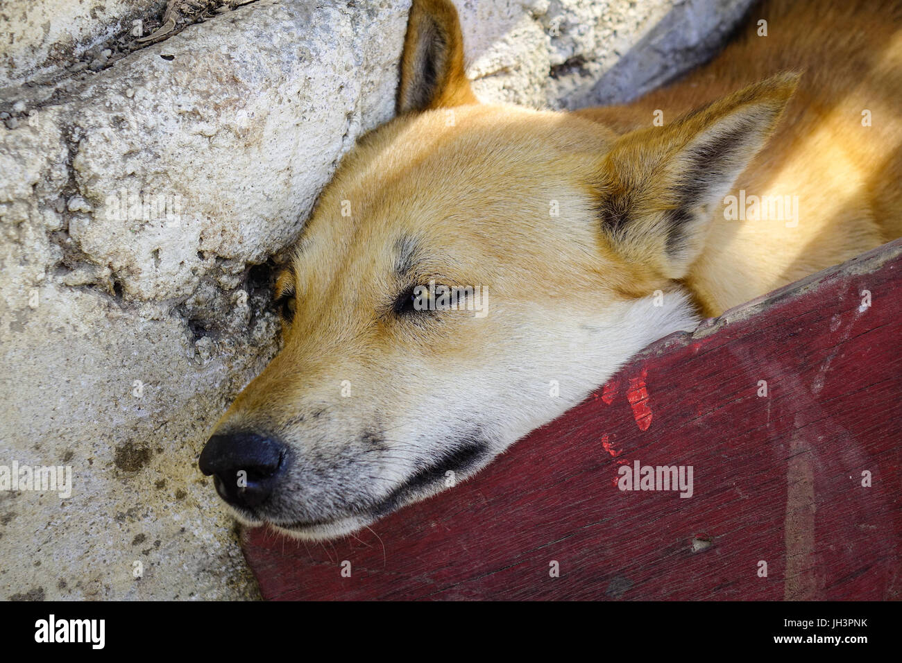 A dog sleeping at the old house in Yangon, Myanmar Stock Photo - Alamy