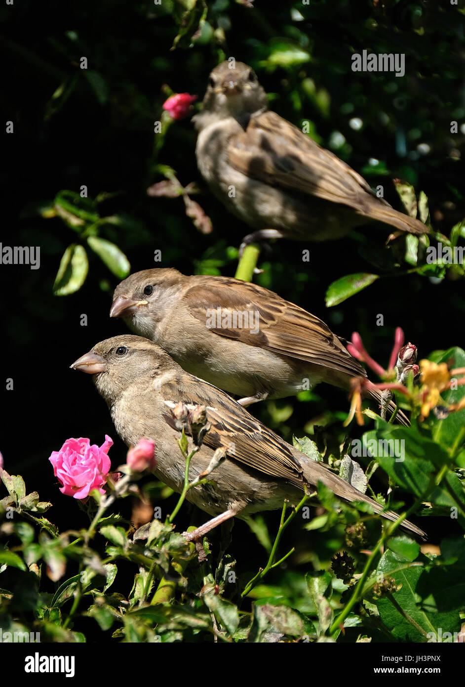 Adult and young Sparrows Stock Photo - Alamy