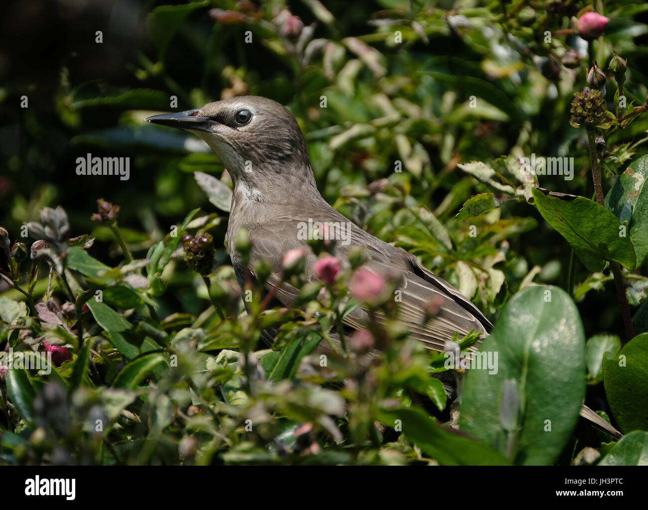 Young Starling in house garden Stock Photo - Alamy