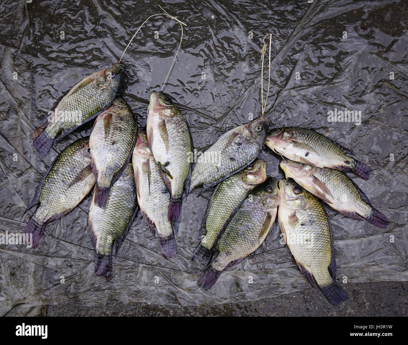 Carp fish at the local market in Asia city. Close up Stock Photo - Alamy