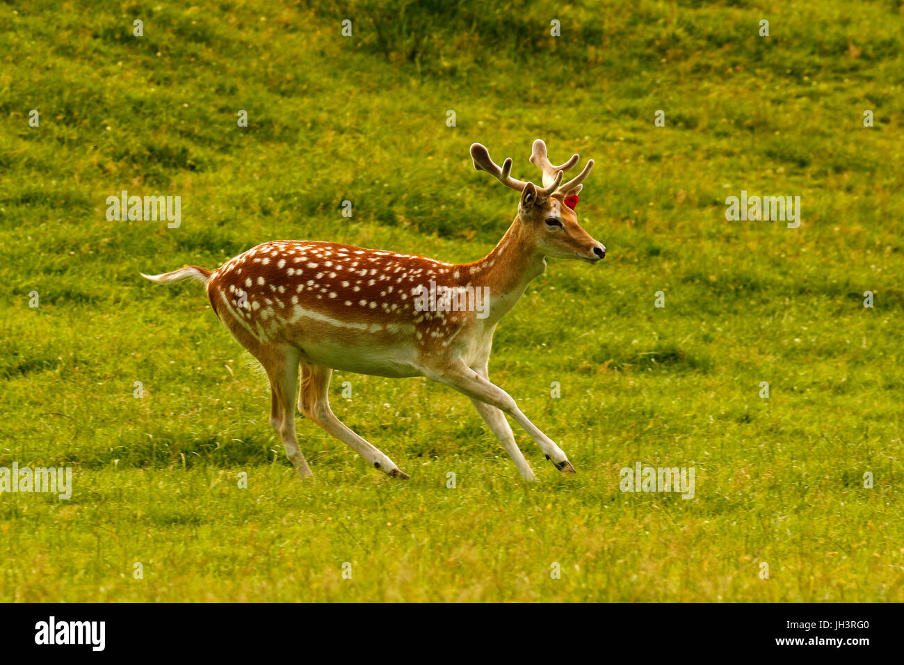 Magnificent fallow deer in a parkland setting in spotty summer coats ...