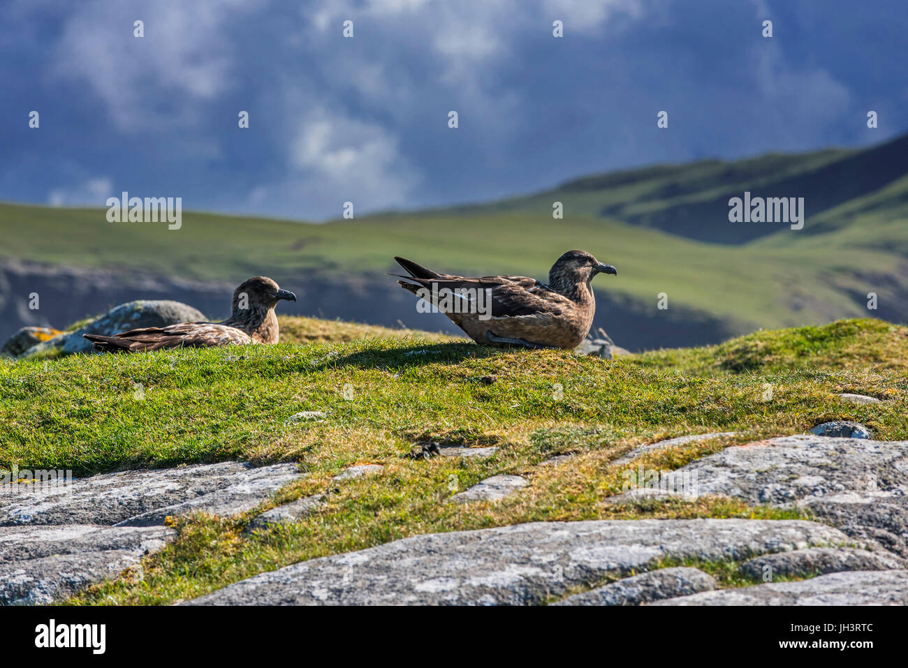 Great skua / bonxie (Stercorarius skua) pair breeding on moorland along ...