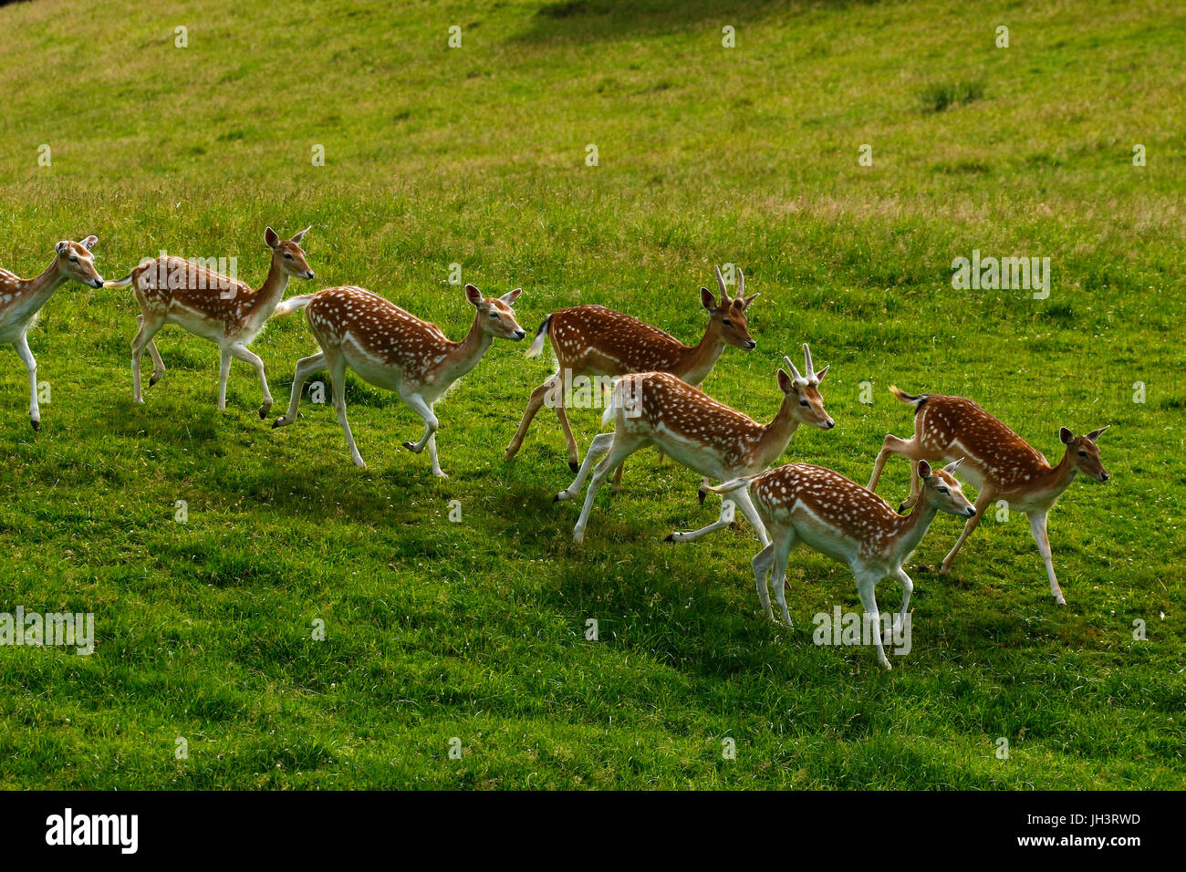 Magnificent fallow deer in a parkland setting in spotty summer coats ...