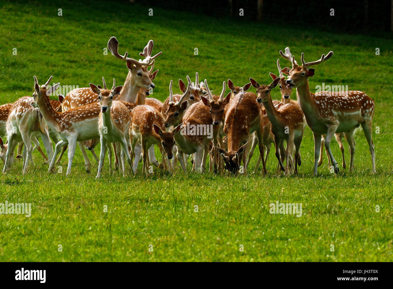 Magnificent fallow deer in a parkland setting in spotty summer coats ...