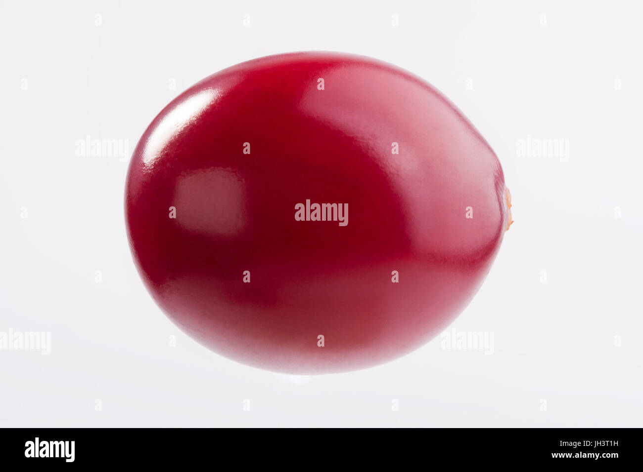 Single wild cranberry isolated on white. Studio shot retouched Stock ...