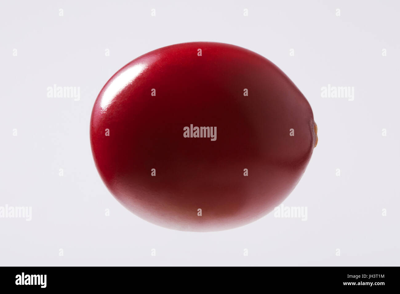 Single wild cranberry isolated on white. Studio shot retouched Stock ...