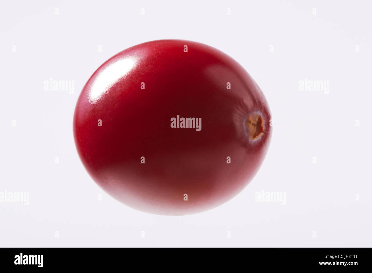 Single wild cranberry isolated on white. Studio shot retouched Stock ...
