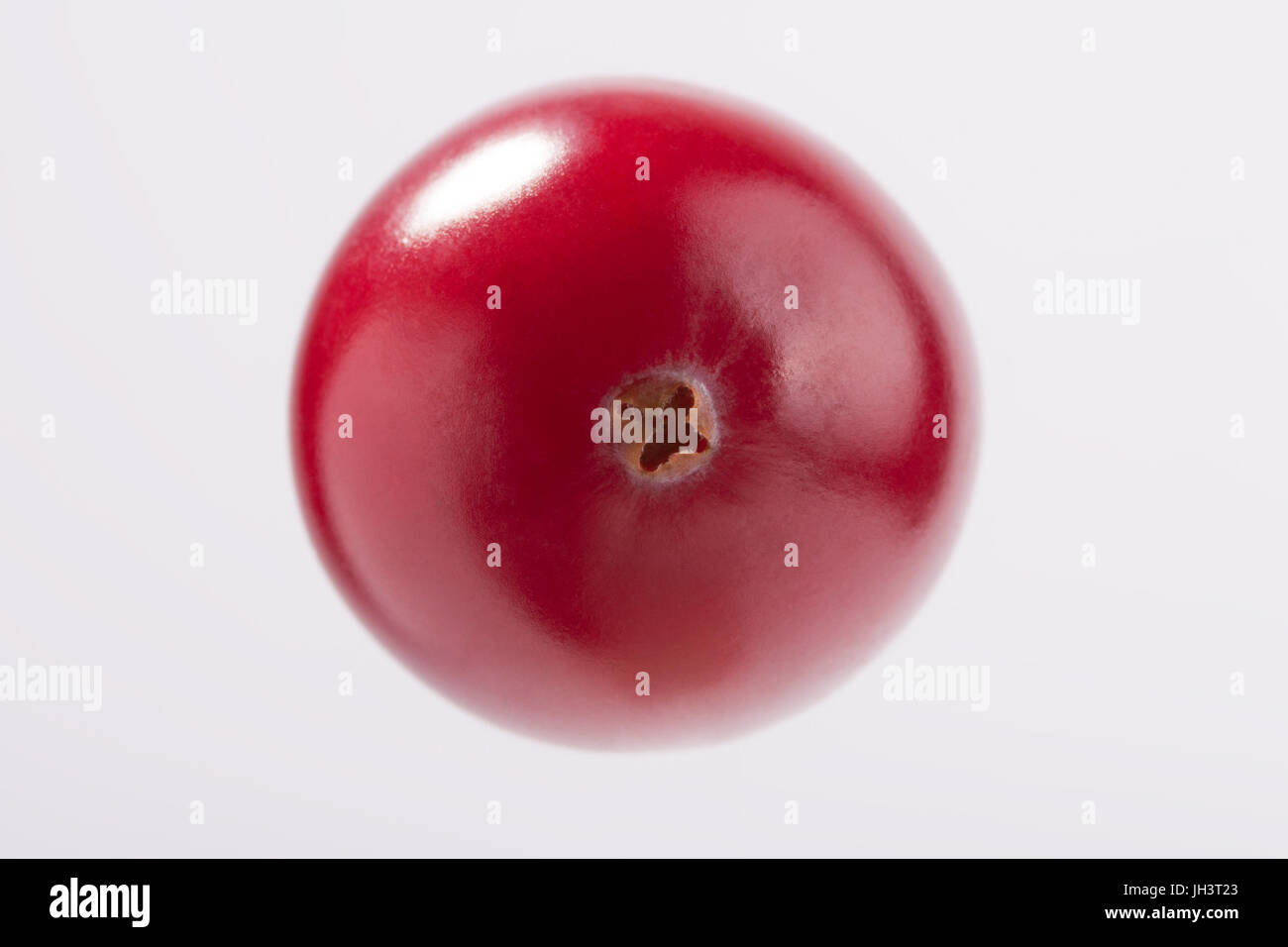 Single wild cranberry isolated on white. Studio shot retouched Stock ...