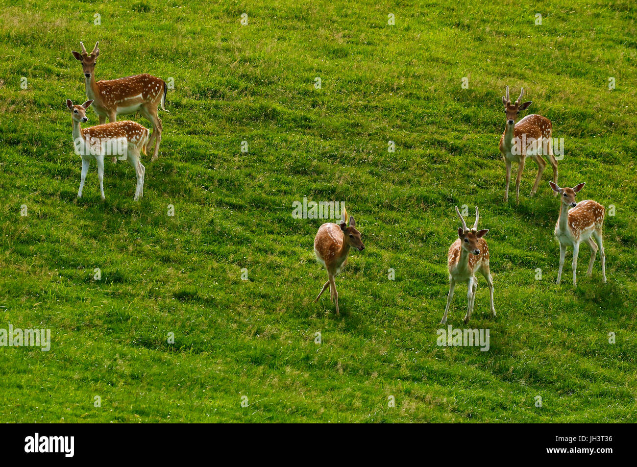 Magnificent fallow deer in a parkland setting in spotty summer coats ...