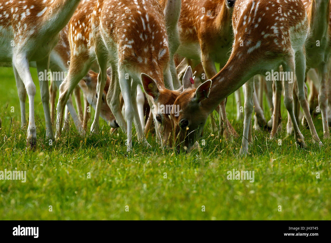 Magnificent fallow deer in a parkland setting in spotty summer coats ...