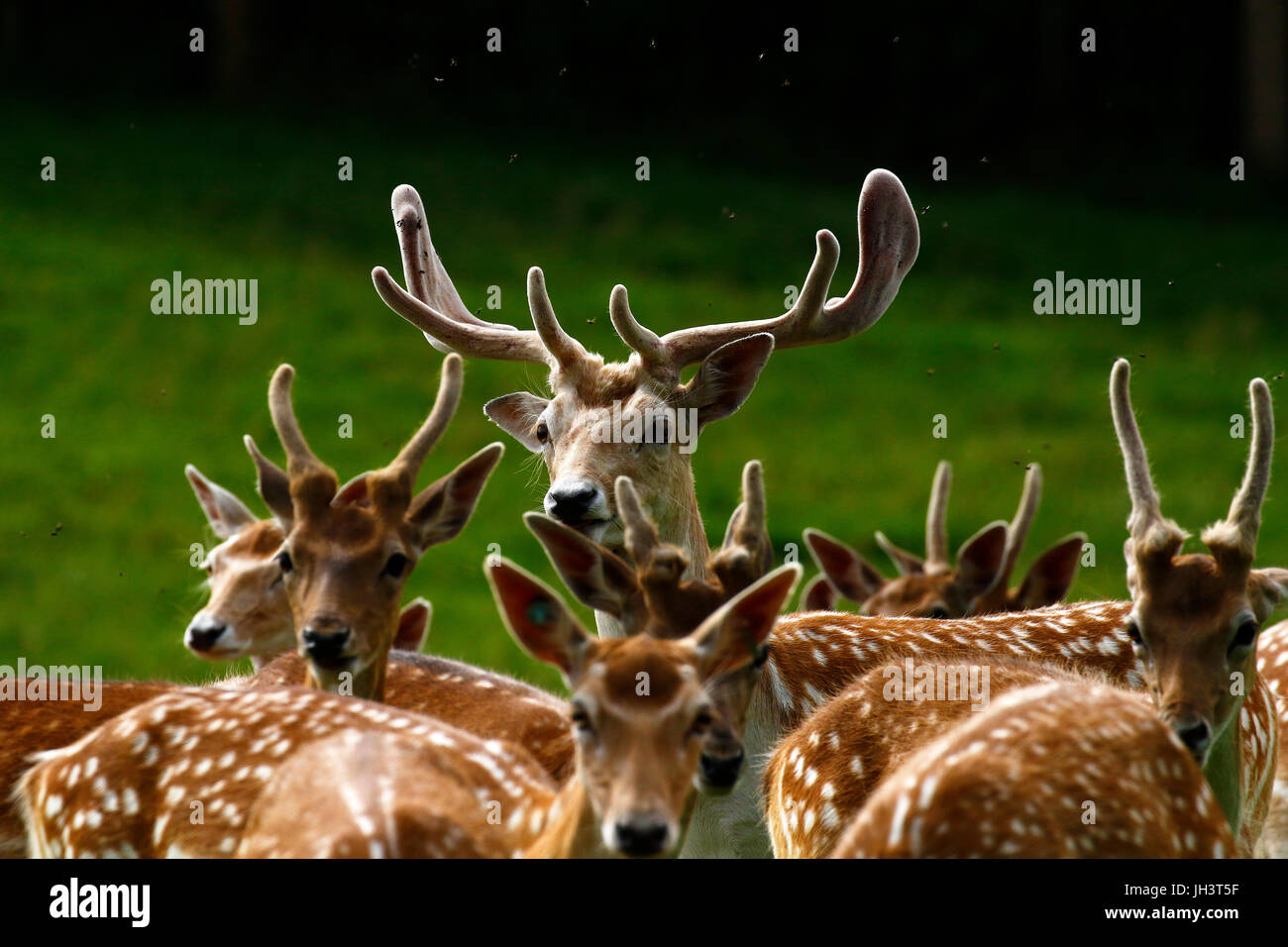 Magnificent fallow deer in a parkland setting in spotty summer coats ...