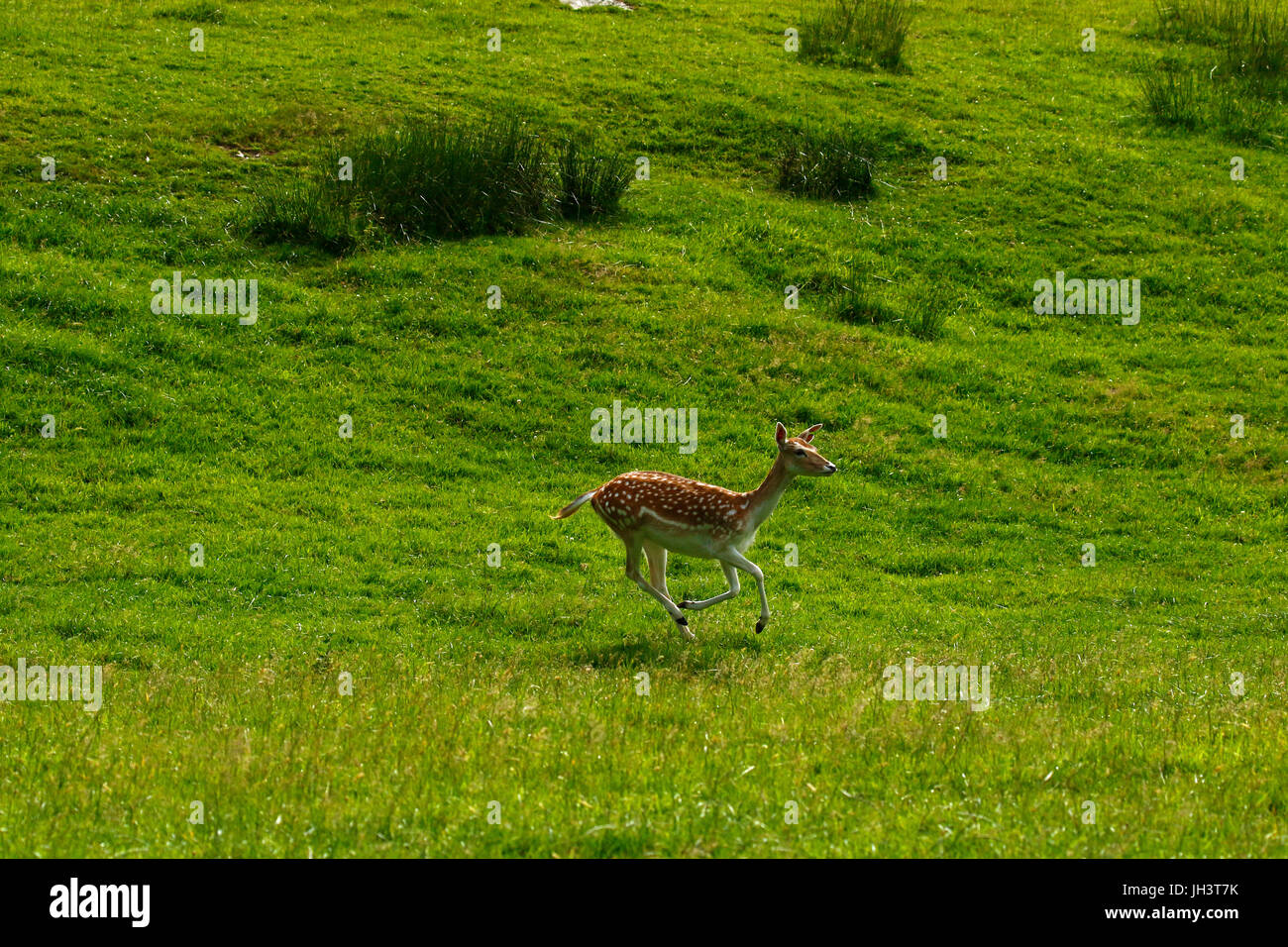 Magnificent fallow deer in a parkland setting in spotty summer coats ...