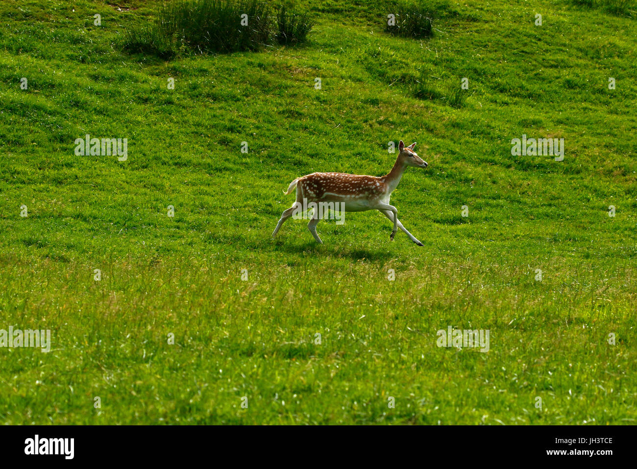 Magnificent fallow deer in a parkland setting in spotty summer coats ...