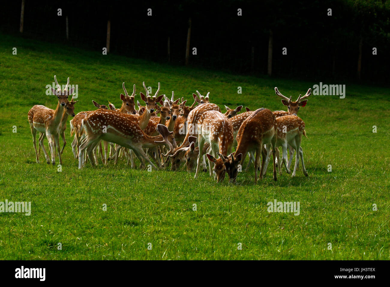 Magnificent fallow deer in a parkland setting in spotty summer coats ...