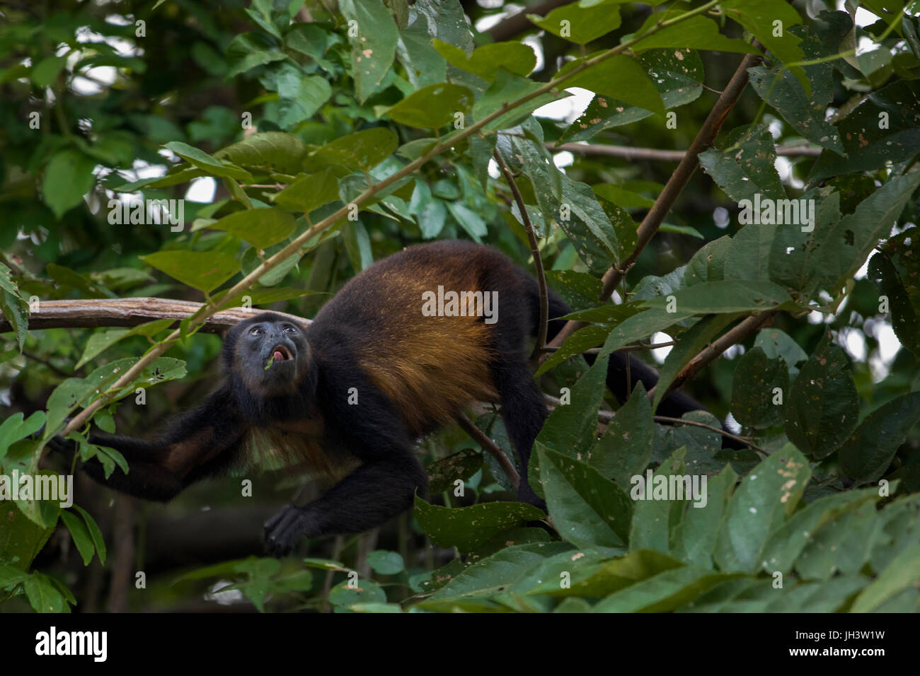 Costa Rican Howler Monkey Stock Photo - Alamy