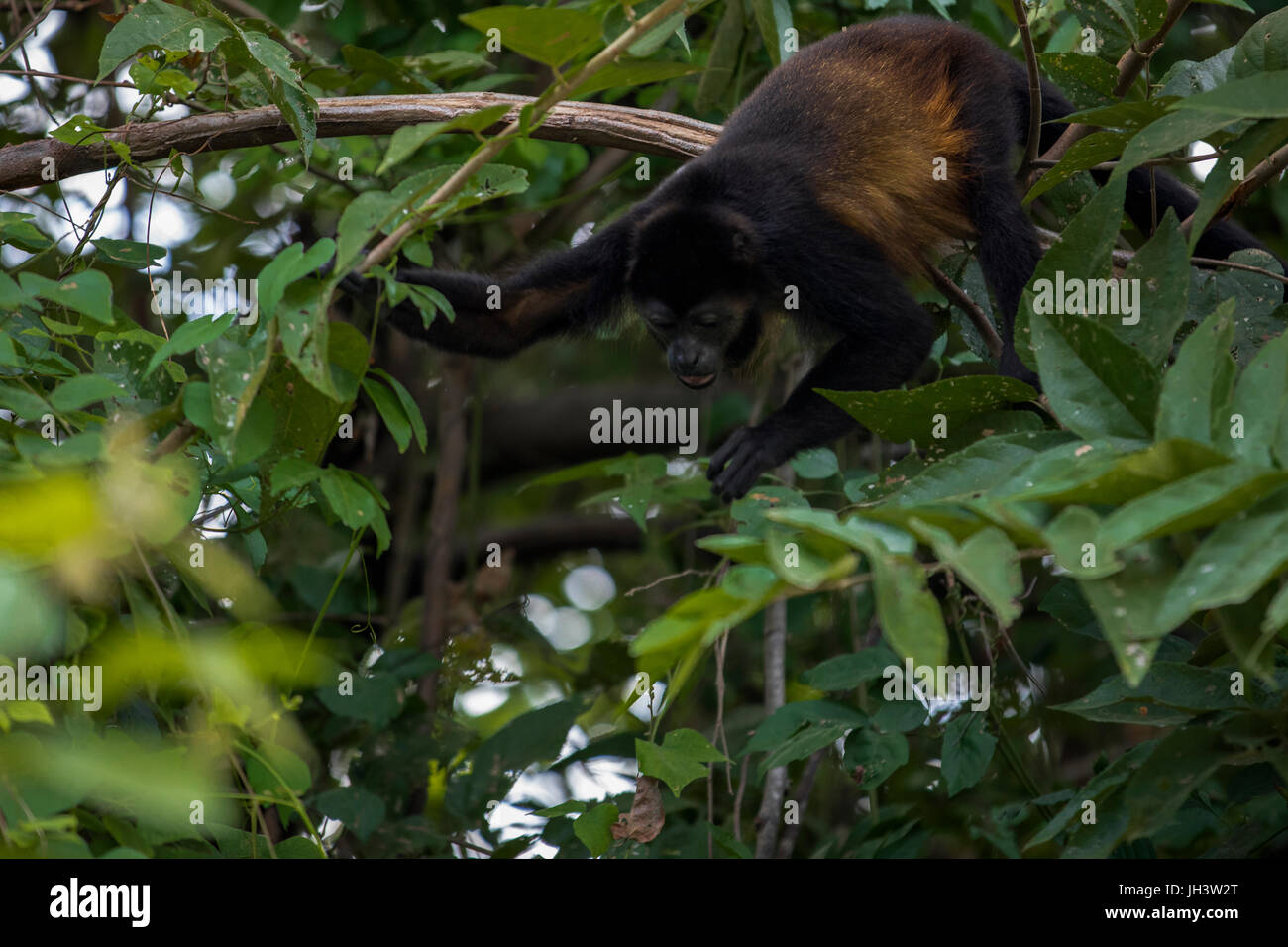 Costa Rican Howler Monkey Stock Photo - Alamy