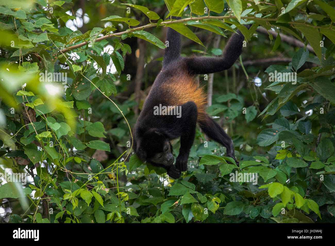 Costa Rican Howler Monkey Stock Photo - Alamy