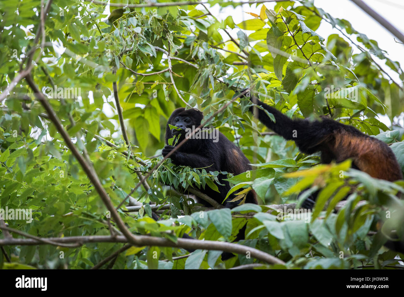 Costa Rican Howler Monkey Stock Photo - Alamy