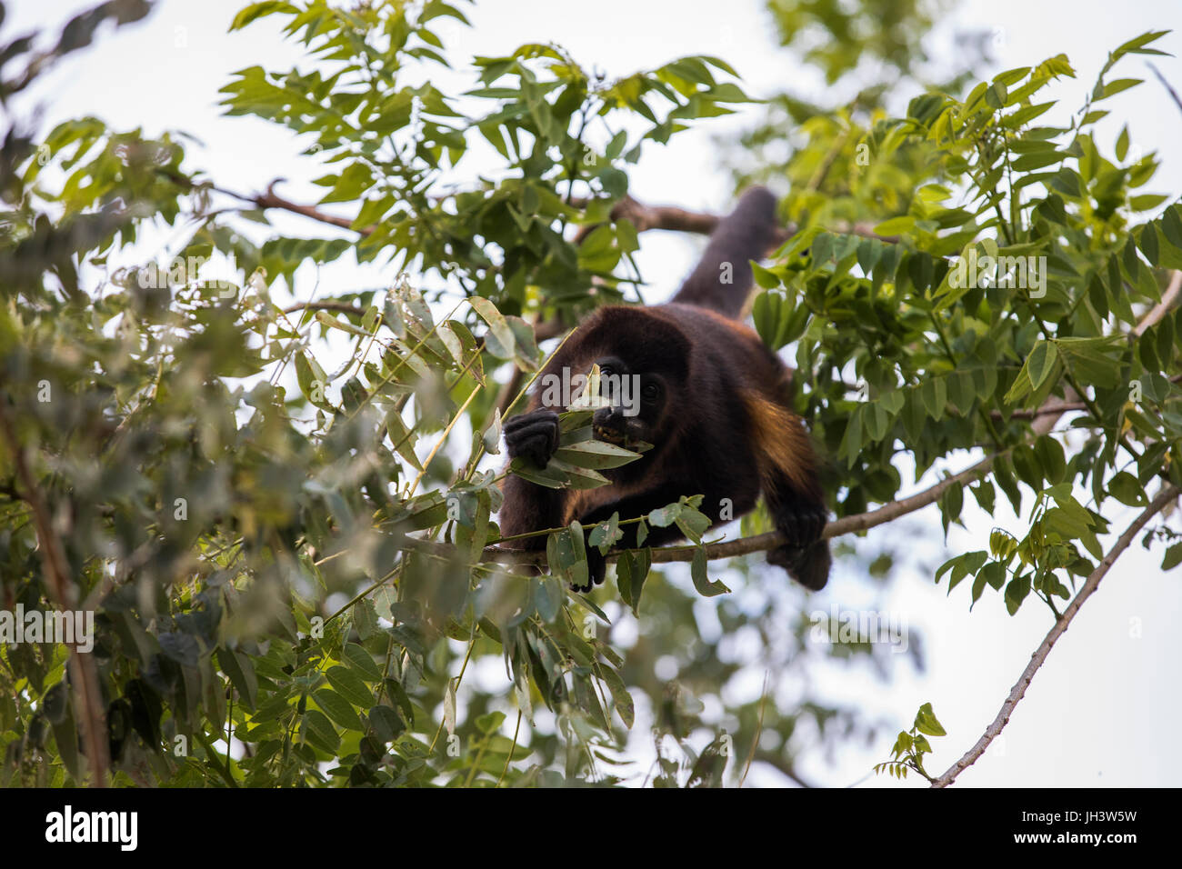 Costa Rican Howler Monkey Stock Photo - Alamy